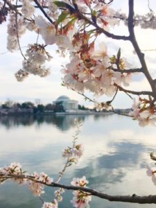 3 Beautiful Places to Photograph Cherry Blossom Festival in Washington, D.C. - Grace & Lightness ...