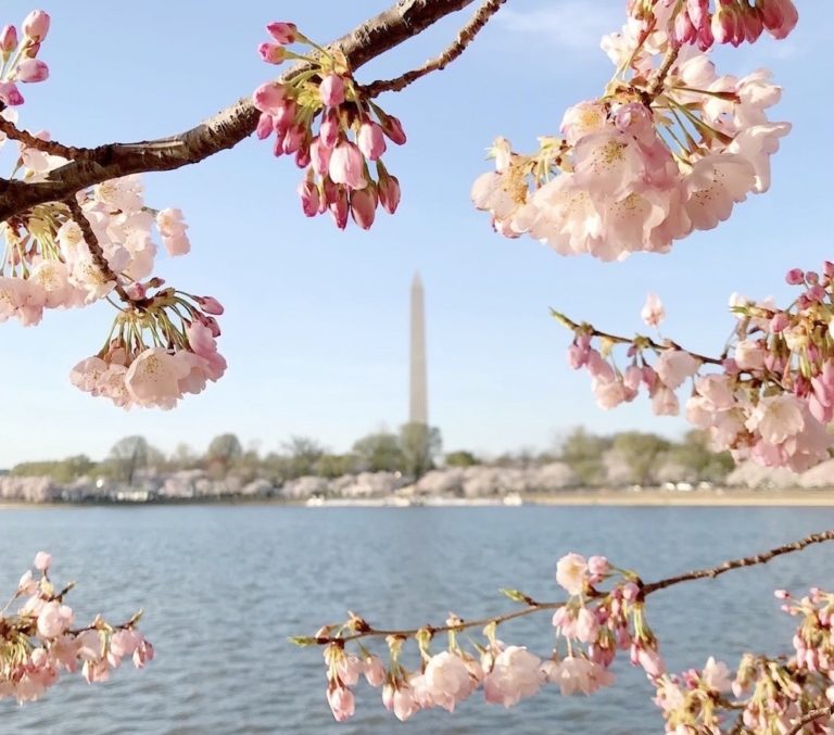 3 Beautiful Places to Photograph Cherry Blossom Festival in Washington, D.C. - Grace & Lightness ...