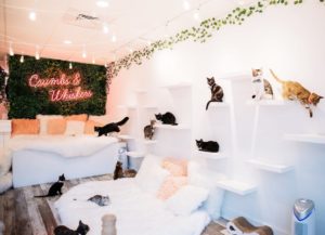 The 6 Best Coffee Shops in Georgetown, DC - Grace & Lightness Magazine