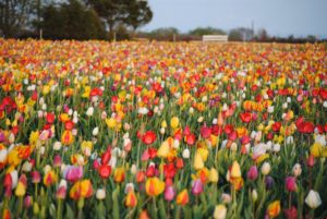 Experience Northern Virginia's Best Tulip Picking at Burnside Farms ...