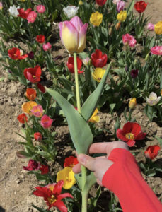 Experience Northern Virginia's Best Tulip Picking at Burnside Farms ...